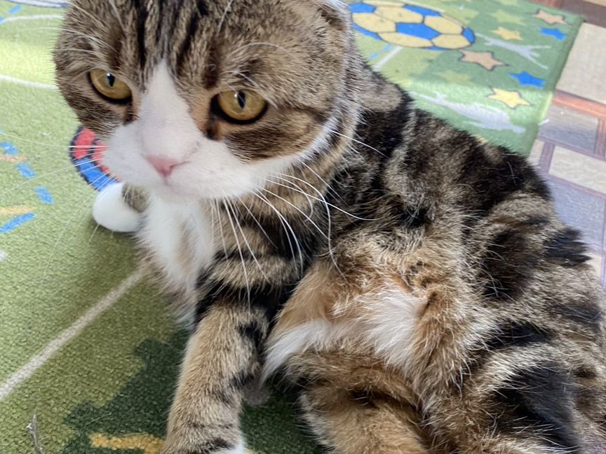 Скотиш фолд кот
