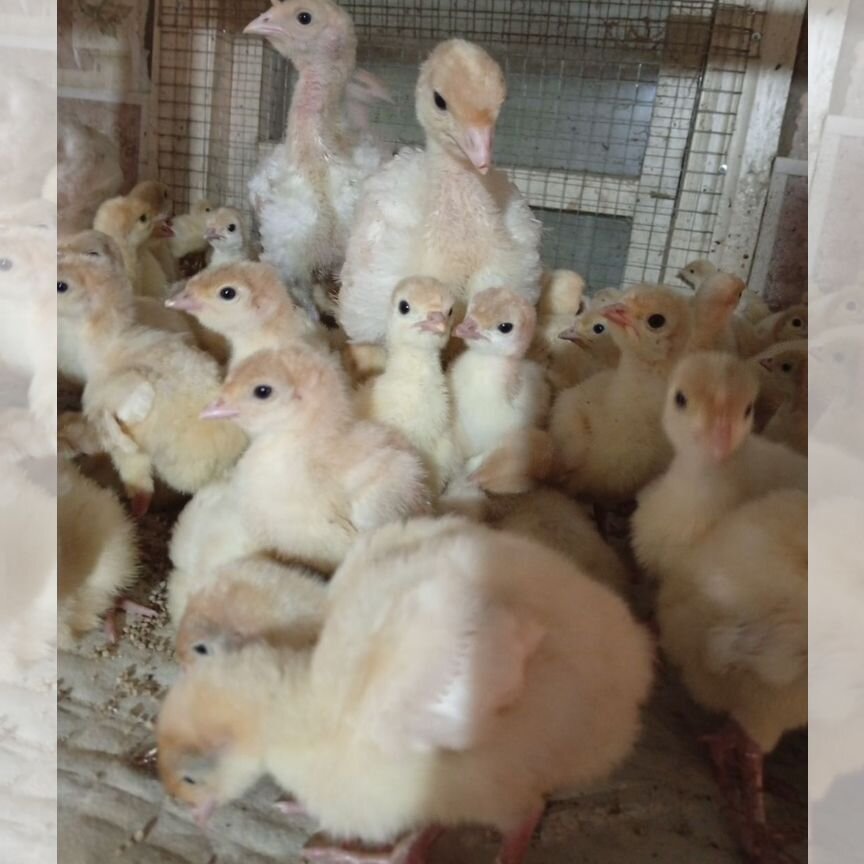 Цыплята бройлеры