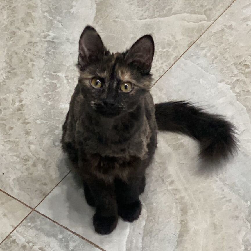 Котята в добрые руки бесплатно