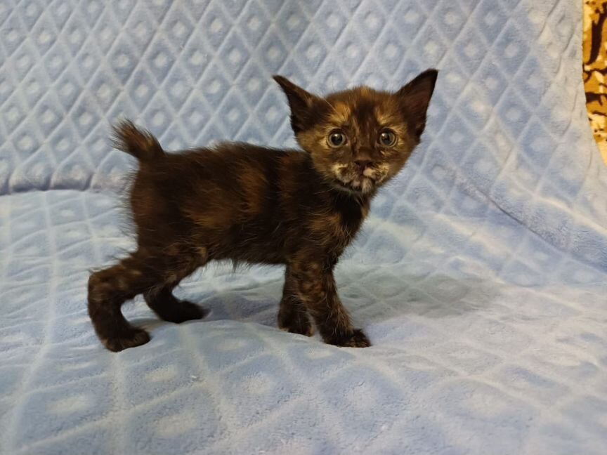 Котенок девочка курильский бобтейл