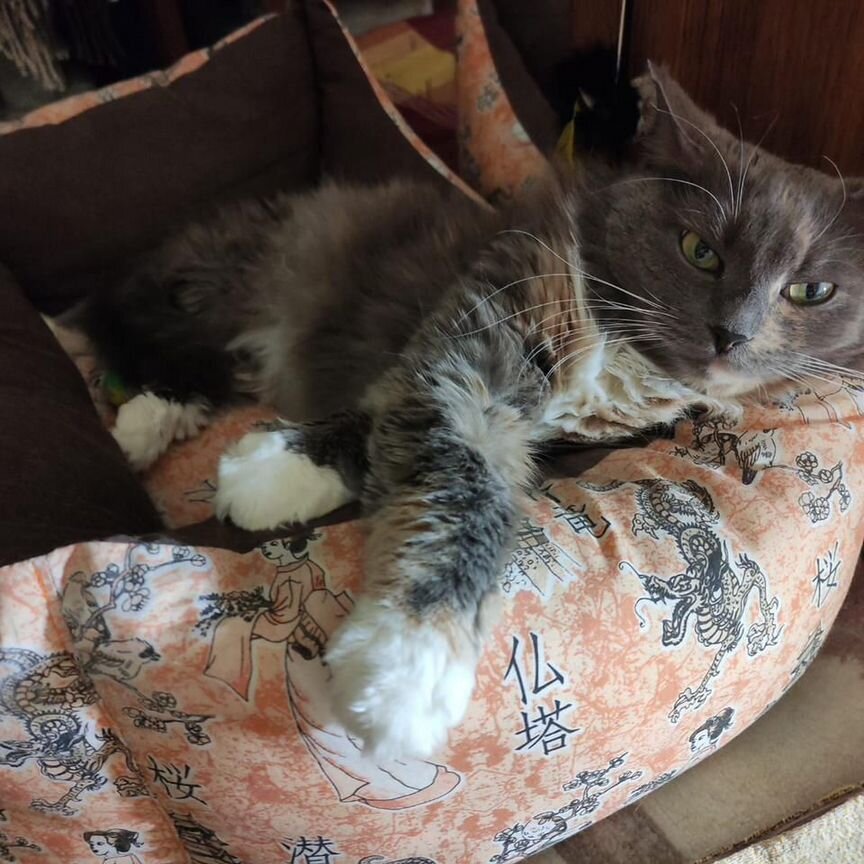 Домашняя кошка осталась не нужной