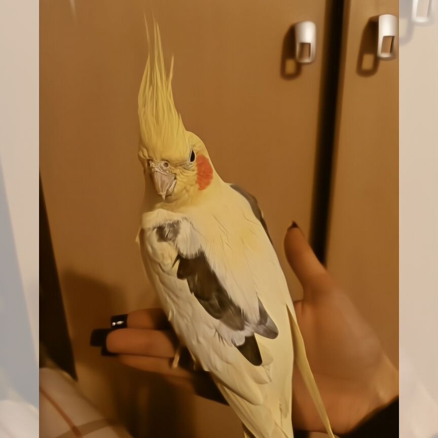 Попугай корелла с клеткой