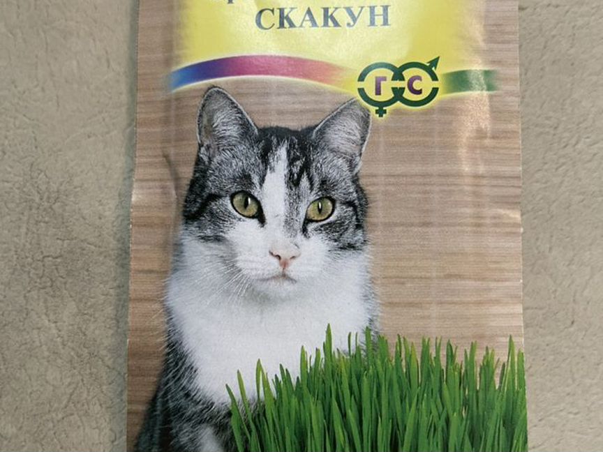 Трава для кошек Гавриш