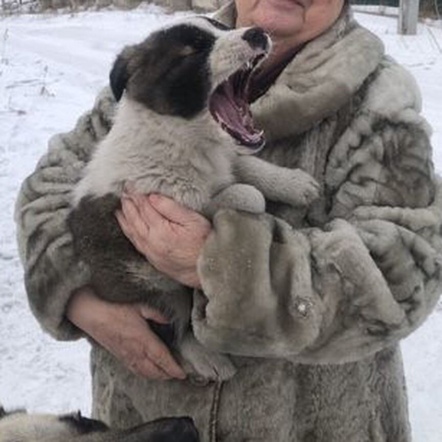 Бордер-колли, щенок