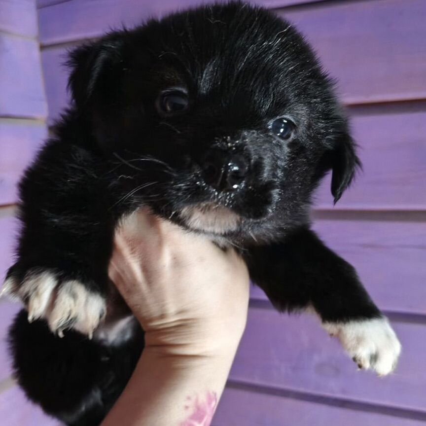 Щенок в добрые руки