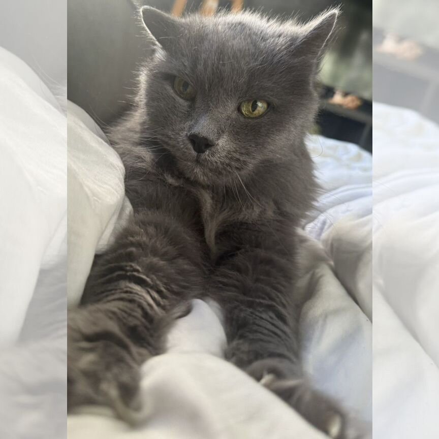 Нибелунг, взрослый кот