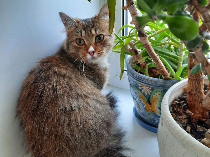 Кошка в дар