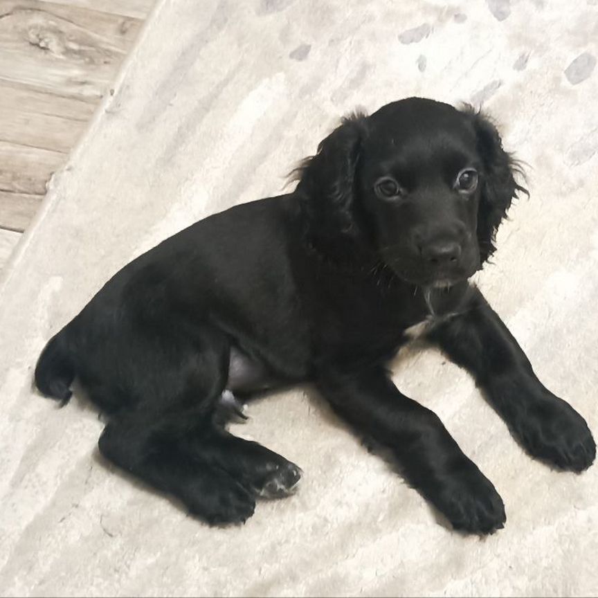 Английский кокер-спаниель, щенок