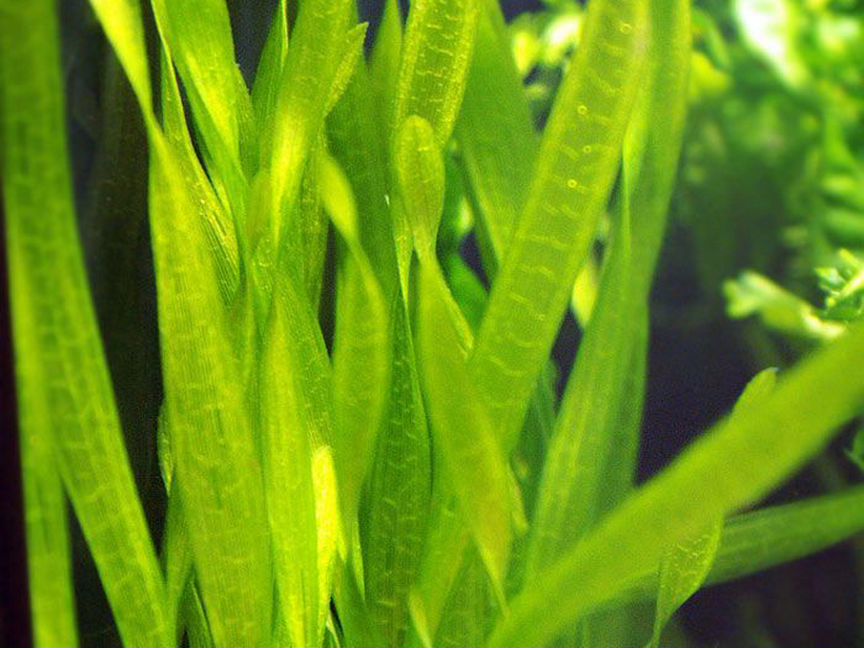 Аквариумные растения