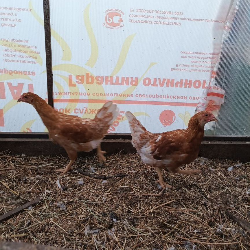Куры молодки