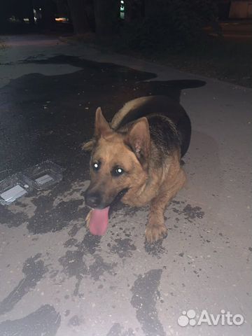 Потерялась собака (район Тех. Библиотеки)