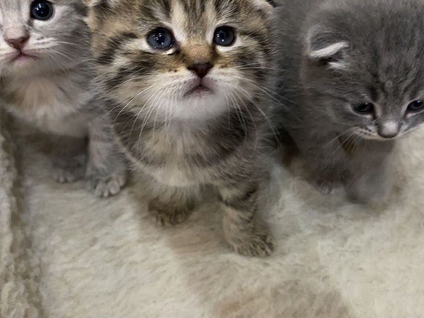 Британские котята