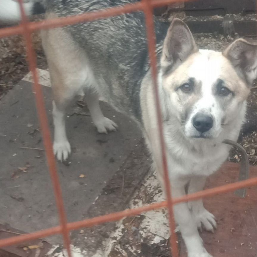 Немецкая овчарка, взрослая собака