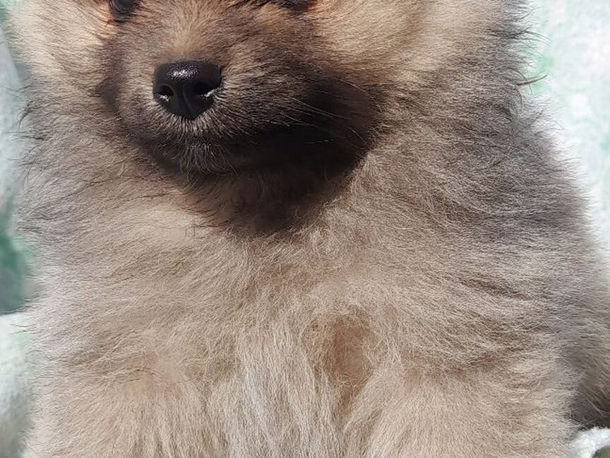 Рыжие малыши