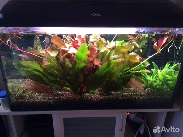 Эхинодорус "В свете требований"