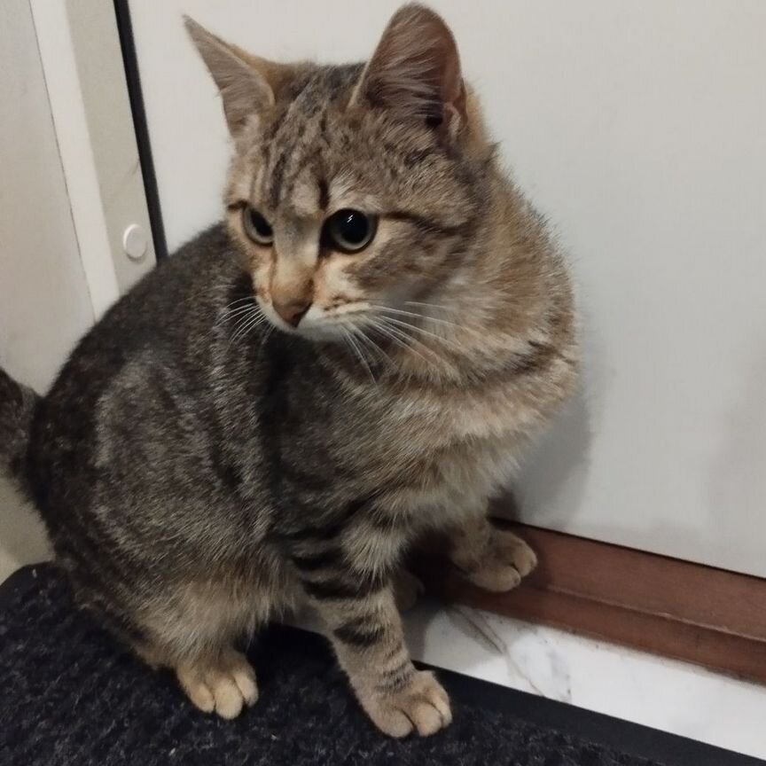 Отдам в добрые руки котика