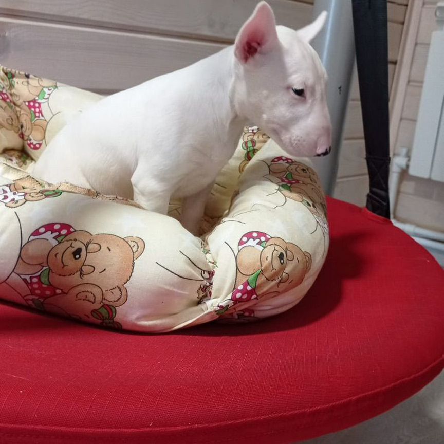 Супер щенки Бультерьера