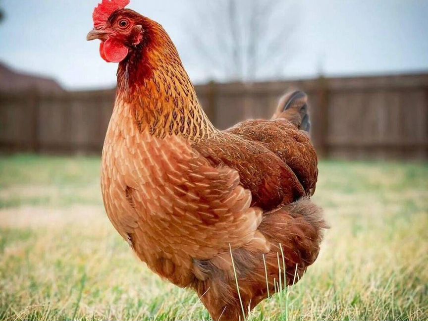 Отдам оставшийся корм и подкормку кур