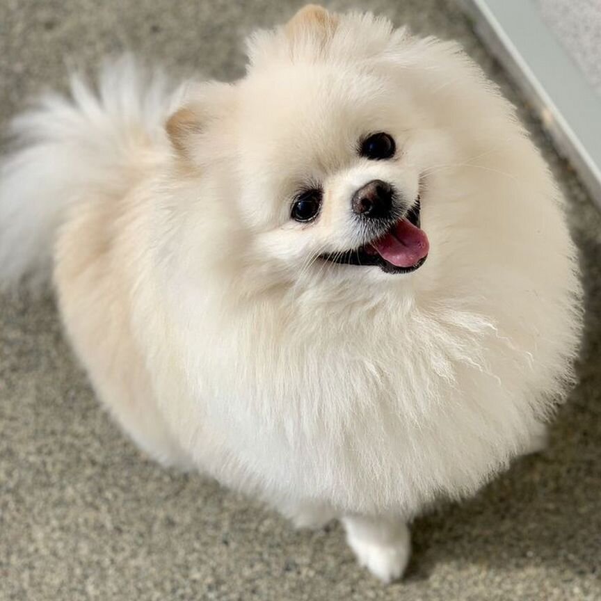 Померанский шпиц, щенок