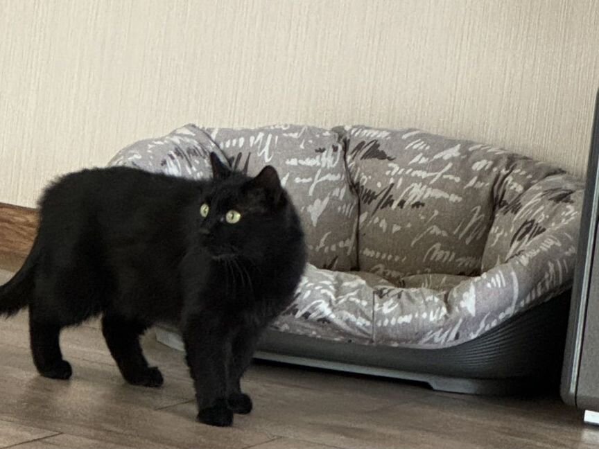 Черная кошка в добрые руки