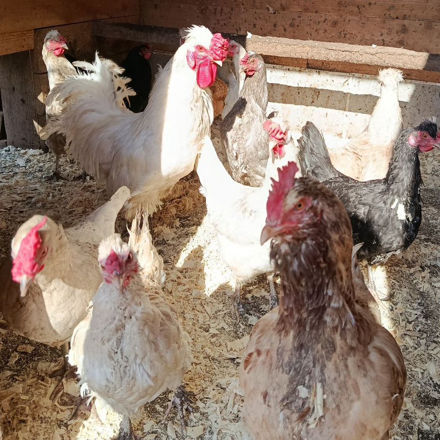 Курицы несушки