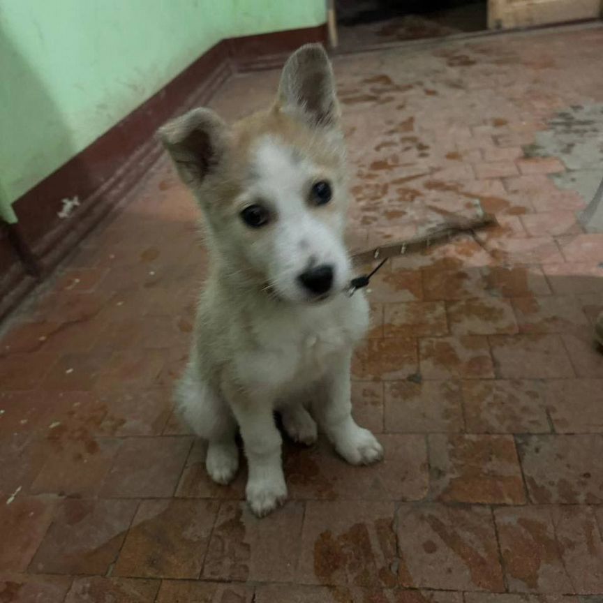 Щенка предали