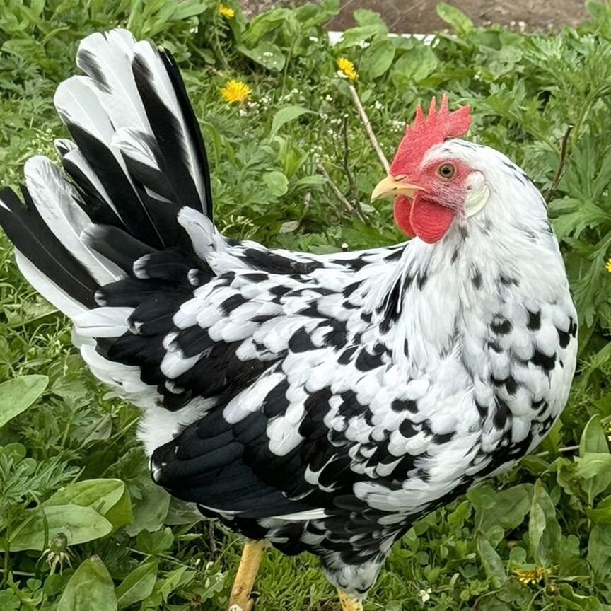 Леггорн далматинец