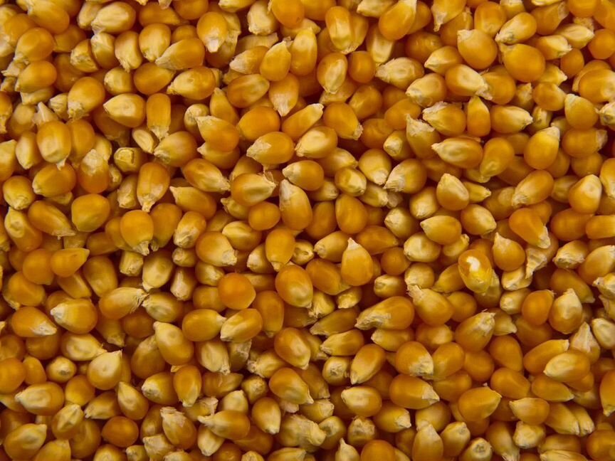 Ячмень яровой, Семечко корма