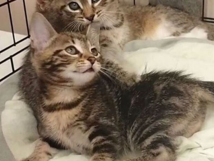 Малыши котики ищут свой дом