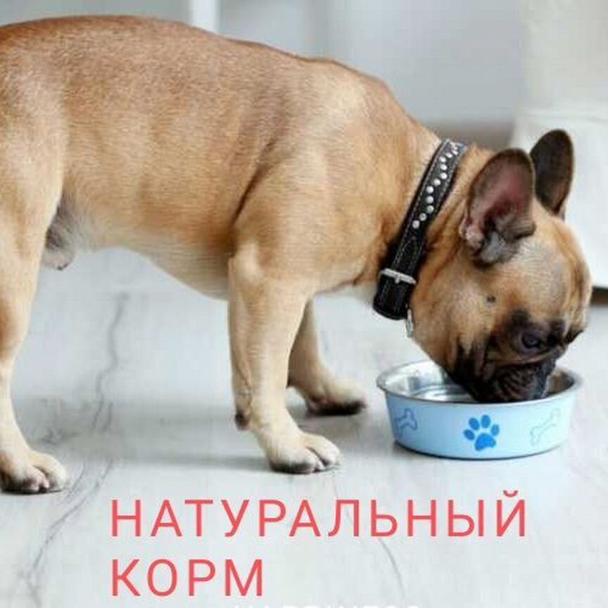 Натуральный корм для собаки