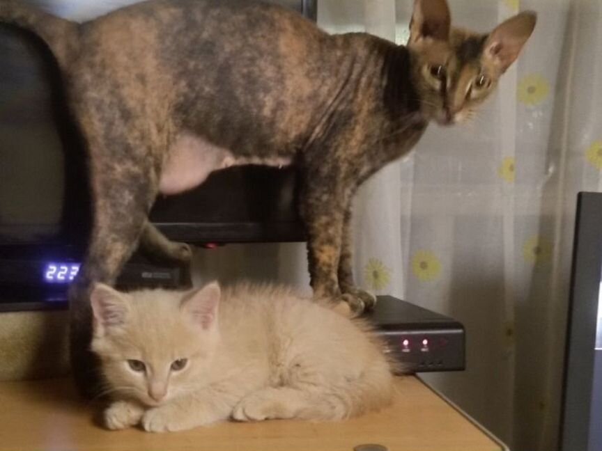 Кошка в дар