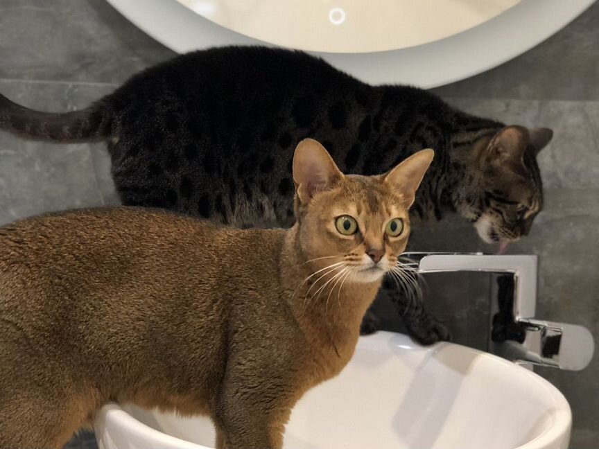 Абиссинская и бенгальская девочки