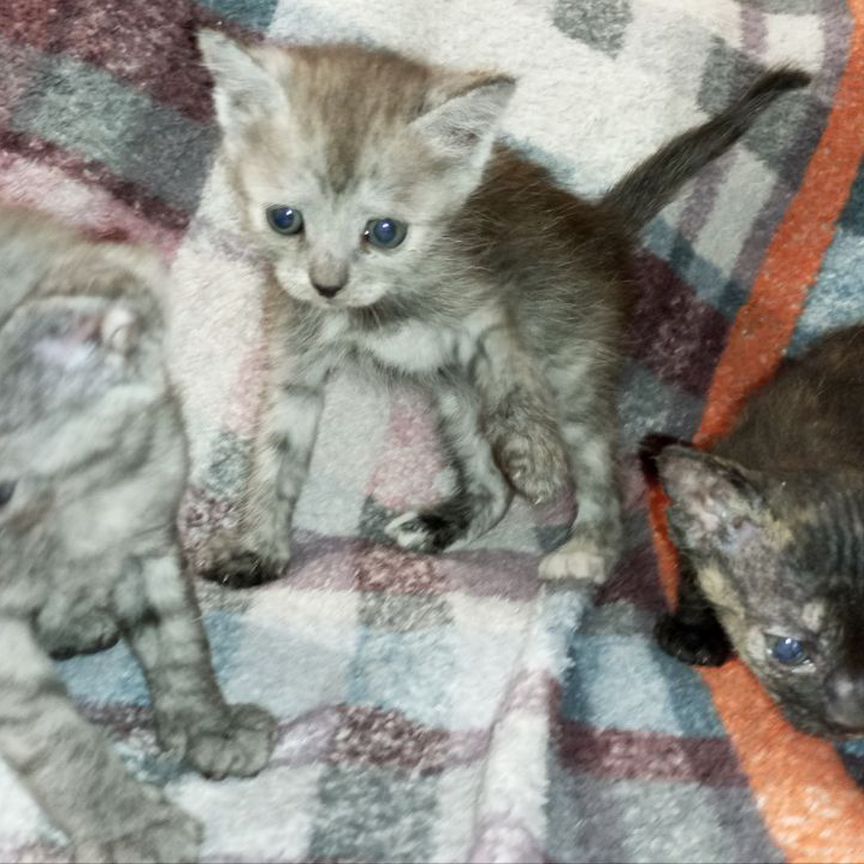 Котята