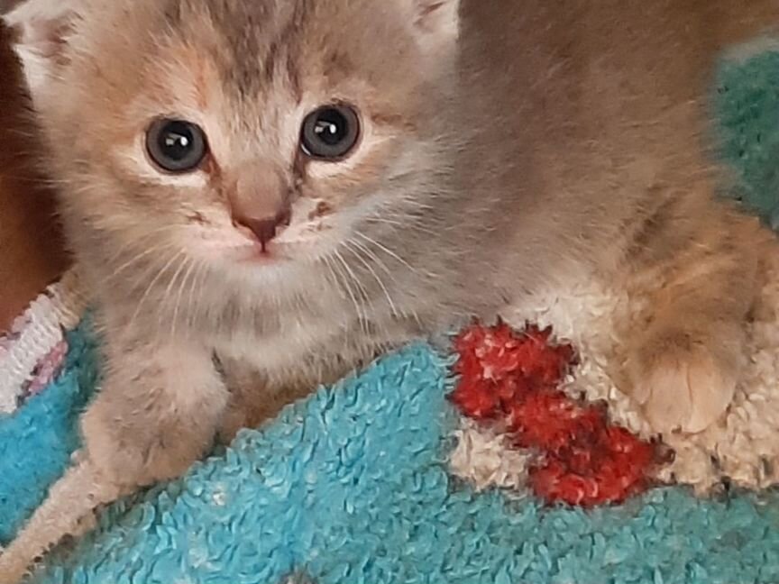 Шотландские вислоухие котята