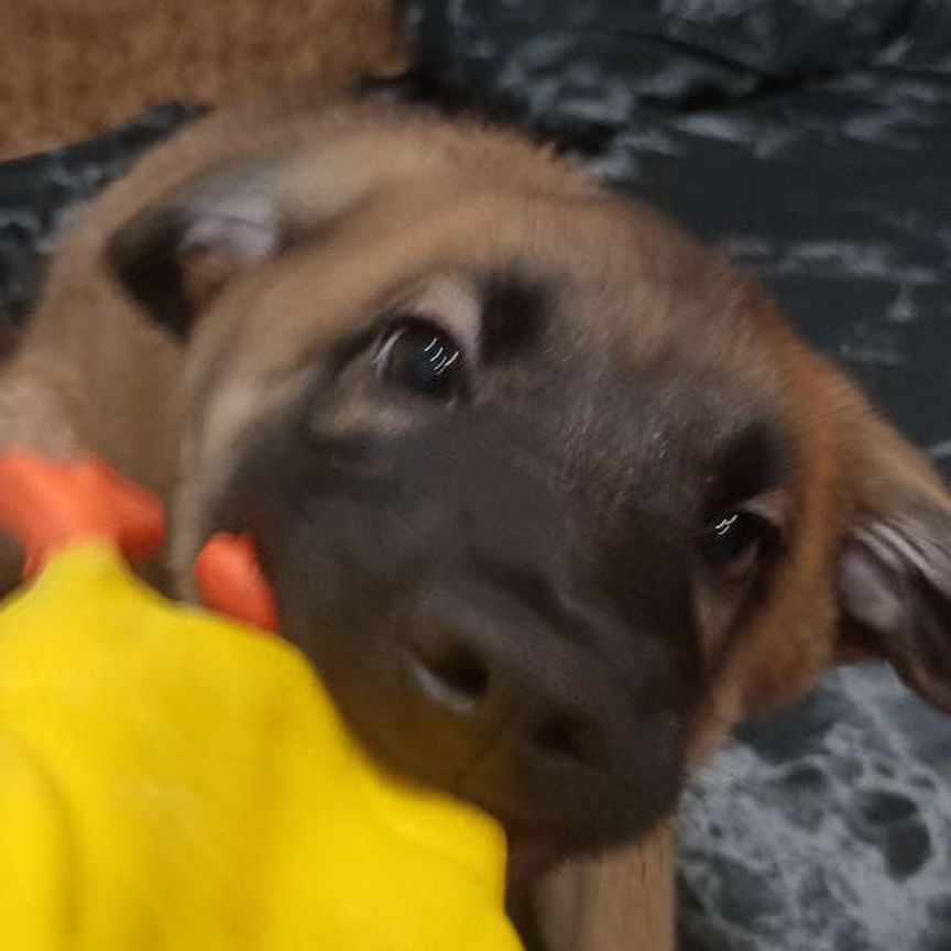 Собака кобель в добрые руки