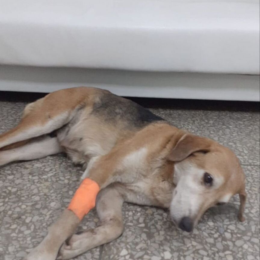 Собака в добрые руки