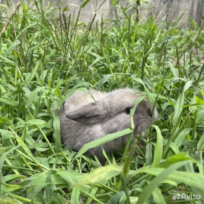 Декоративные кролики разных пород