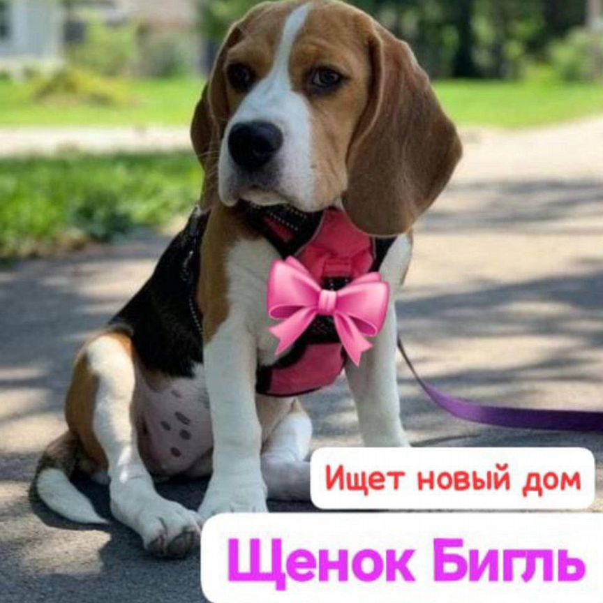 Бигль, щенок