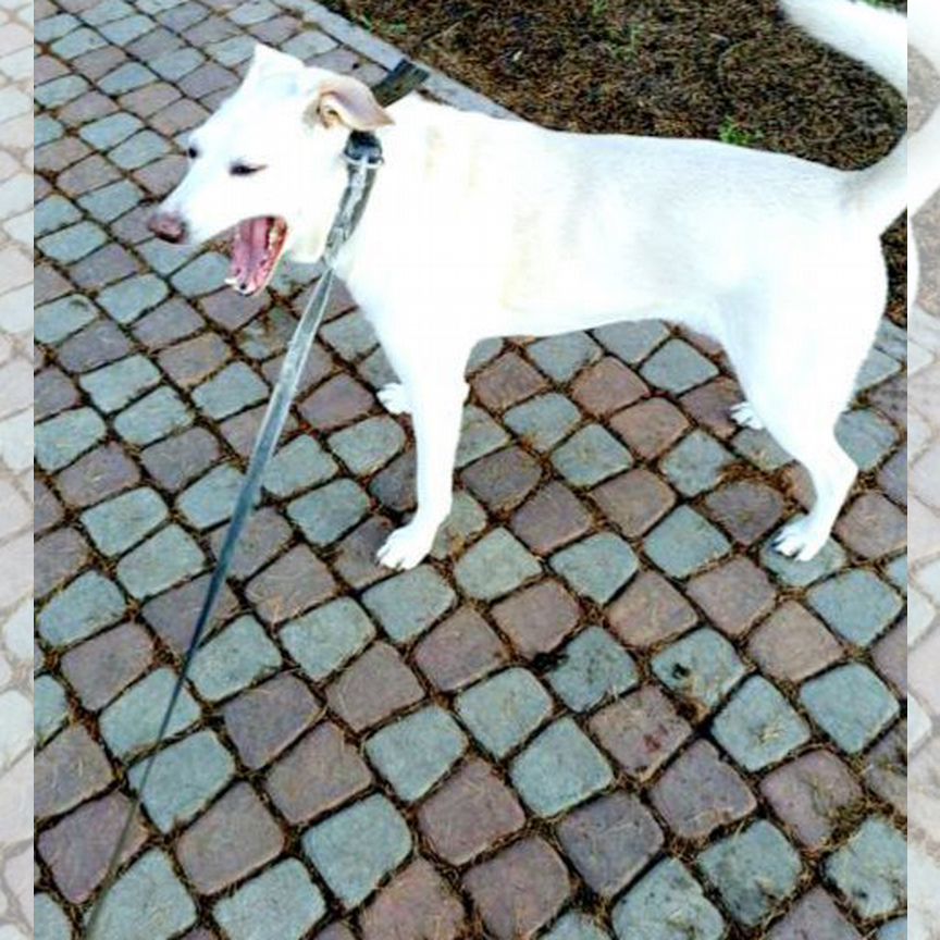 Взрослый пёс в добрые руки