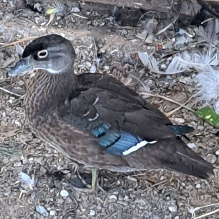 Утки каролинки