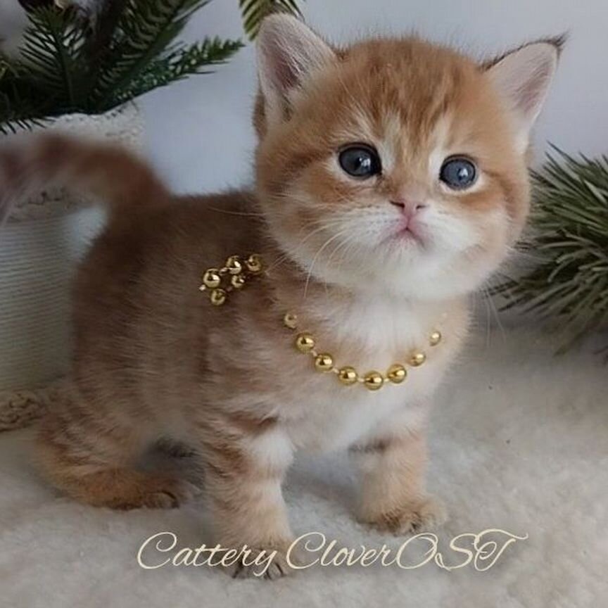 Шотландские золотые тигрята