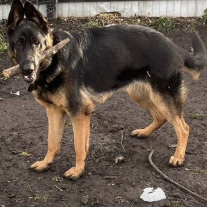 Немецкая овчарка, взрослая собака