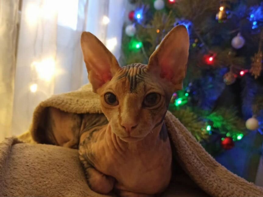 Кошечка на вязку Сфинкс