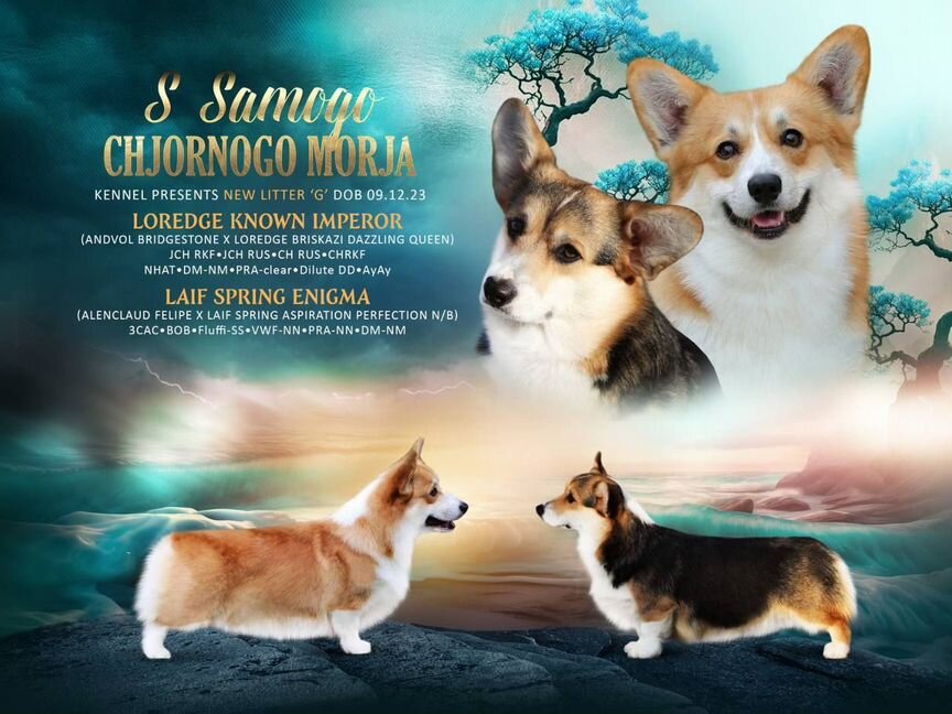 Шикарные щенки вельш-корги-пемброк, сука и кобель