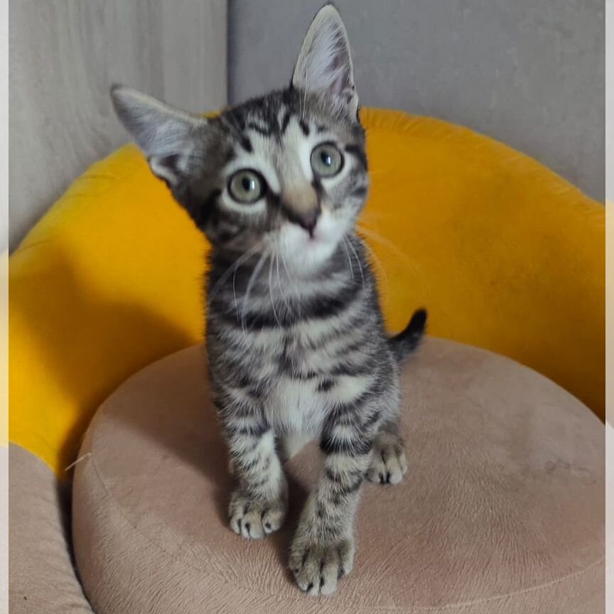 Чудесный котёнок