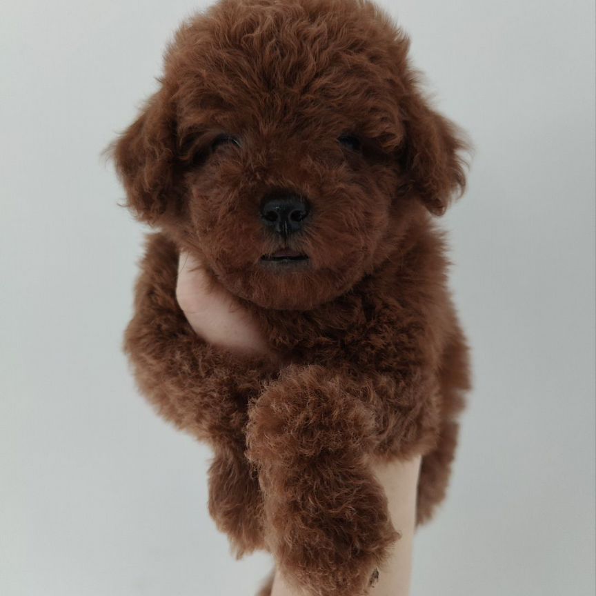 Щенки в поисках семьи