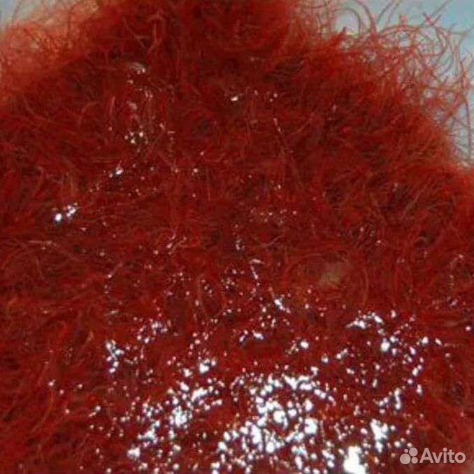 Трубочник живой