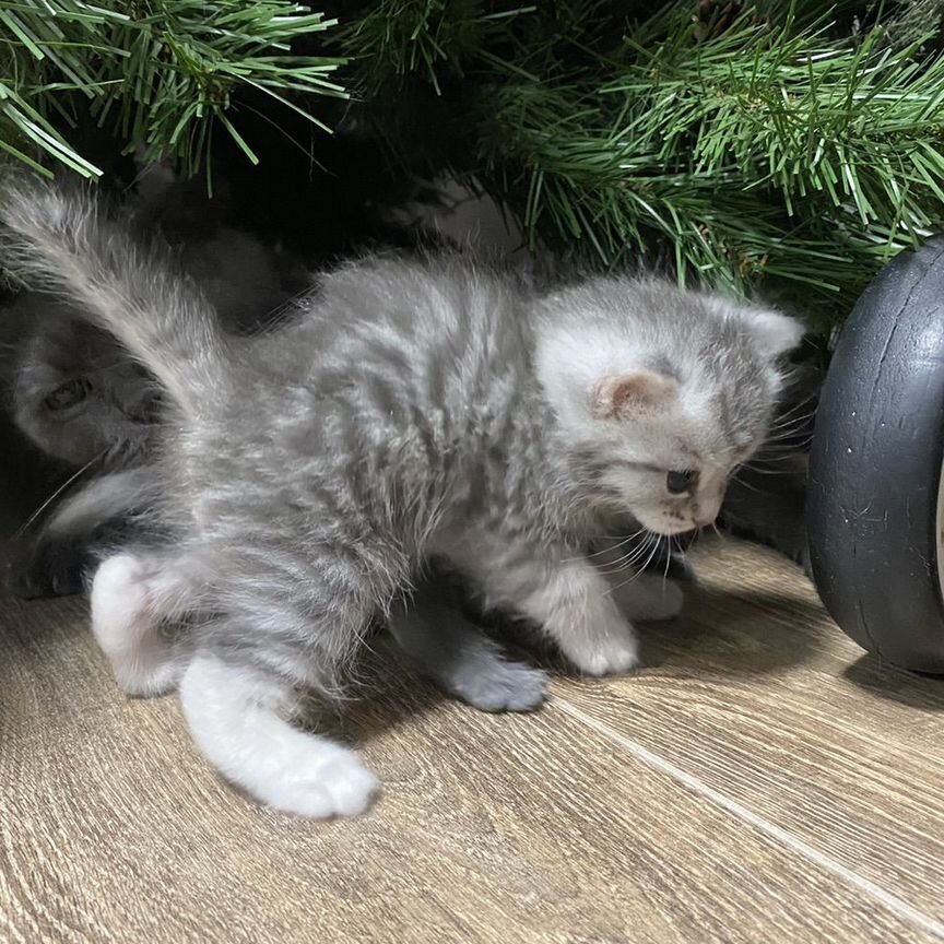 Котенок мальчик страйт