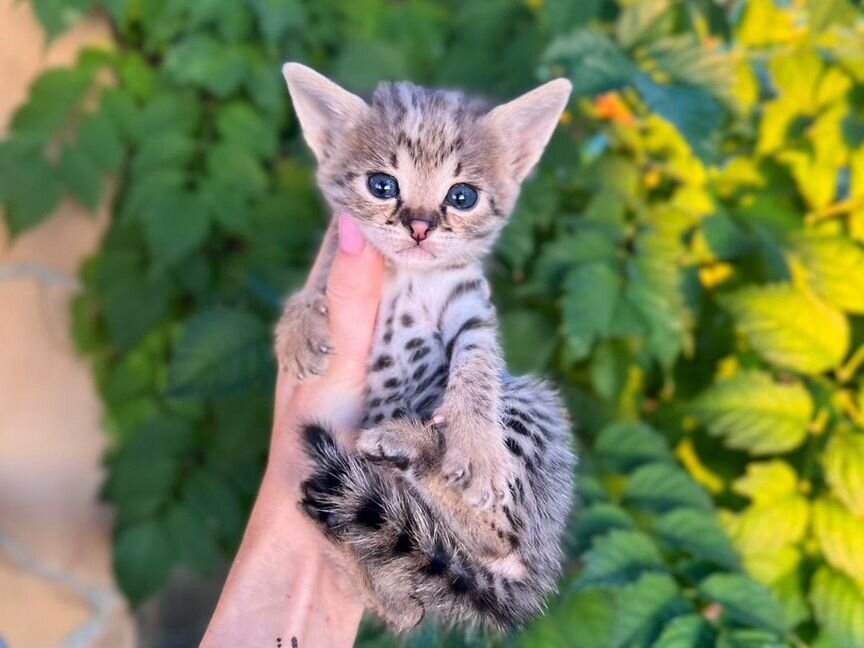 Саванна ф1 мальчик