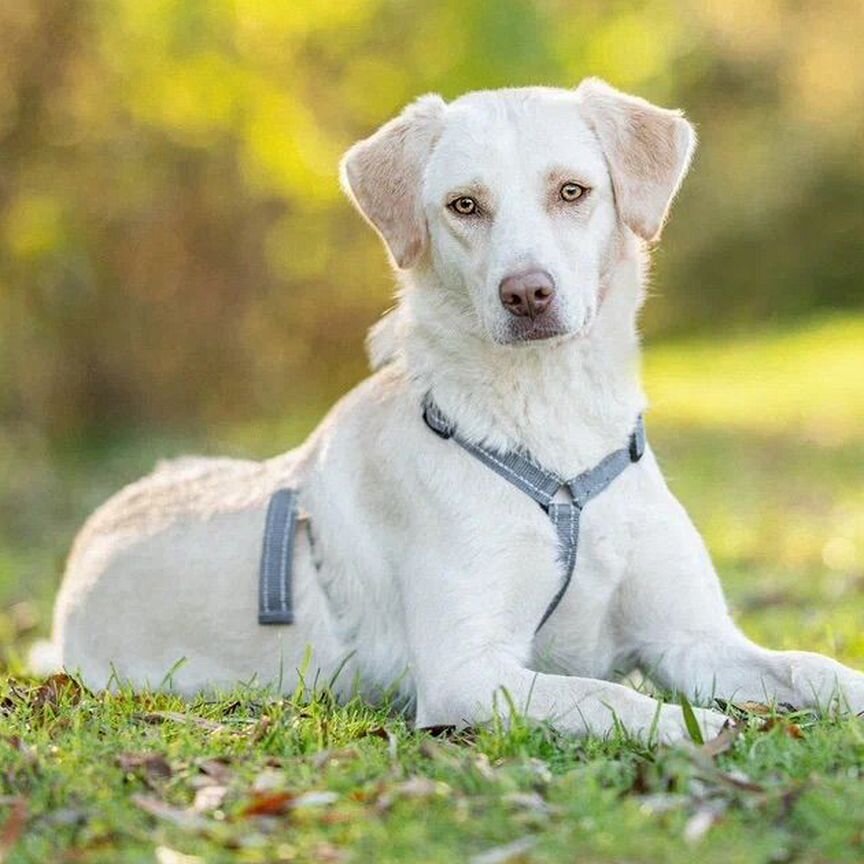 Чудесная Мэри 2 года ищет дом